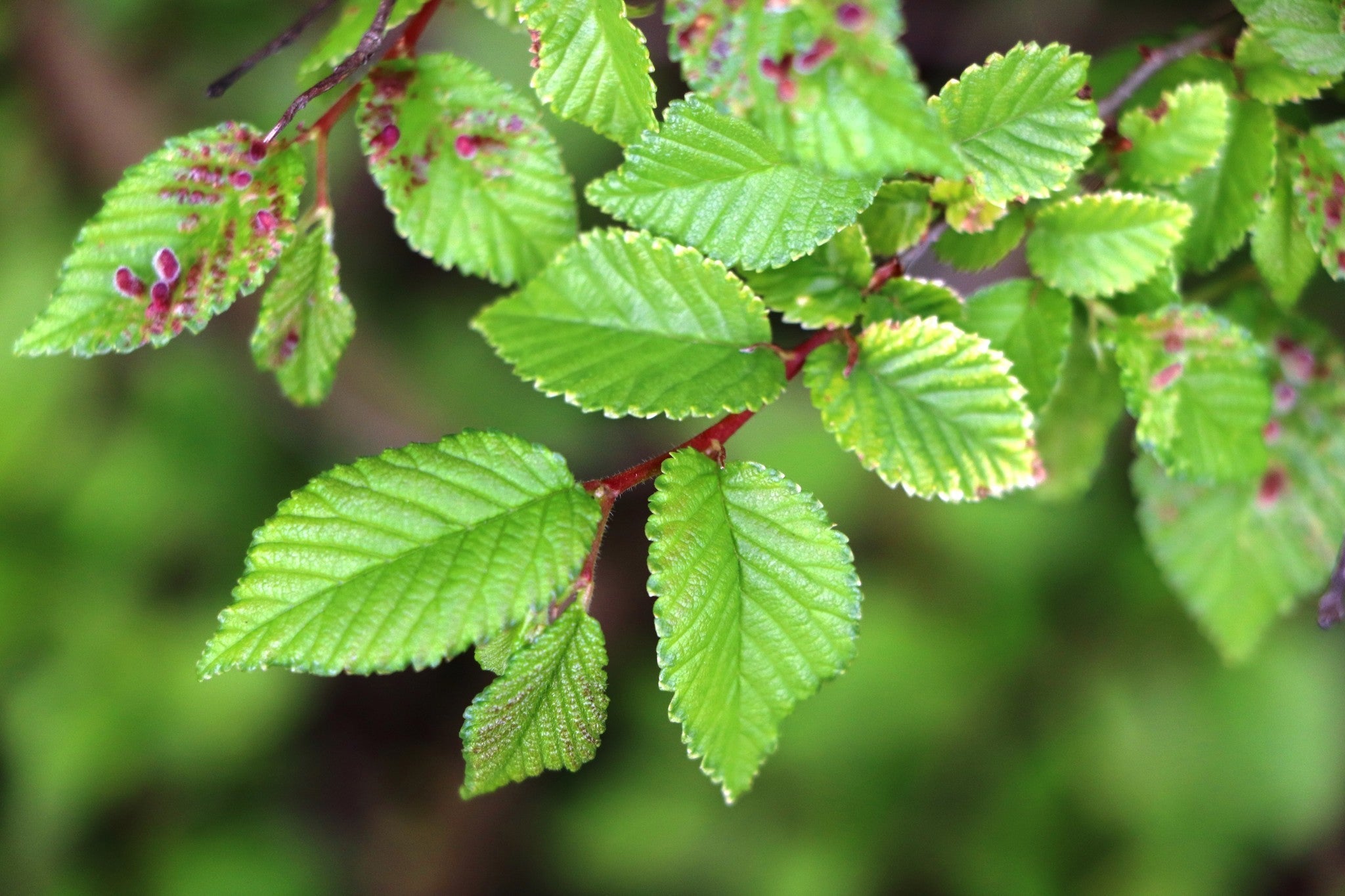 ¿Qué es el olmo y para qué sirve? Beneficios y riesgos | NutriCare